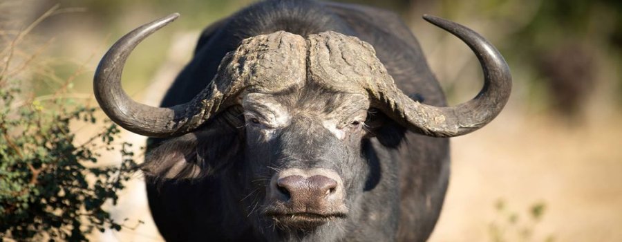 Nyamazane Game Ranch Izingolweni - KZN Business Services & Shopping ...